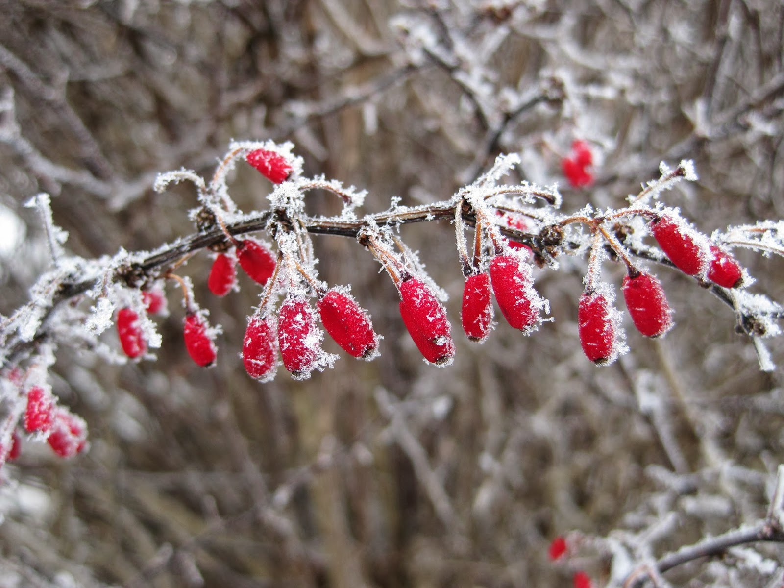 Rotary Botanical Gardens - Hort Blog: Enjoy Berries (And Birds!)