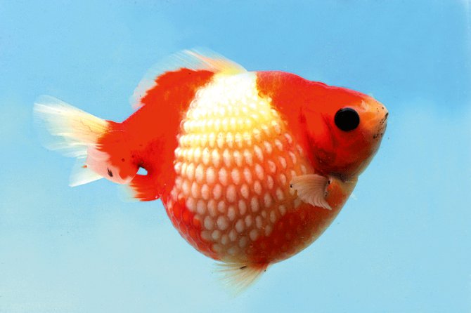 Round 'n' Cute: Born to be round: pearlscale goldfish