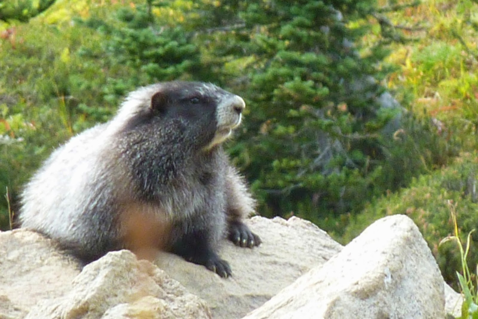 Piccalilli Pie: Hooray for Hoary Marmots!