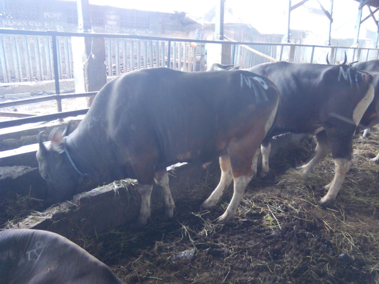 Peternakan Sapi Limosin Di Lampung - Tenak Sapi Blog Peternakan Sapi Limosin Di Lampung - Tenak Sapi Blog