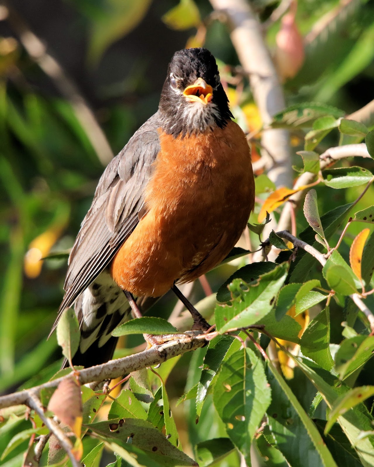 Birds from Behind : 23 July 2017