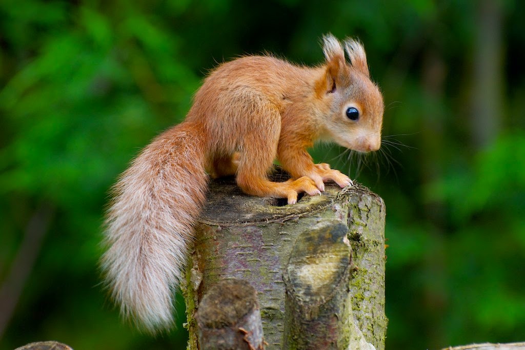 British Wildlife Centre ~ Keeper's Blog: Red Squirrel Kittens