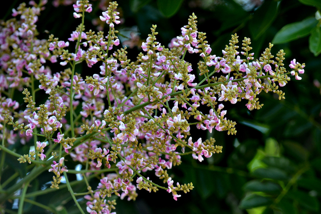 .: El Almendro de Rio. Un arbol que florece en pleno verano y abundante ...
