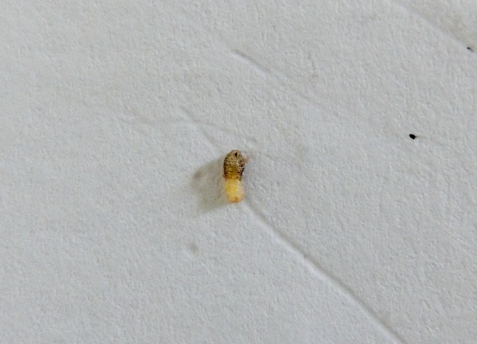 African ELM: Putzi Fly