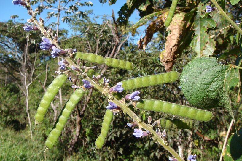 Finca El Tigre: What! You again?