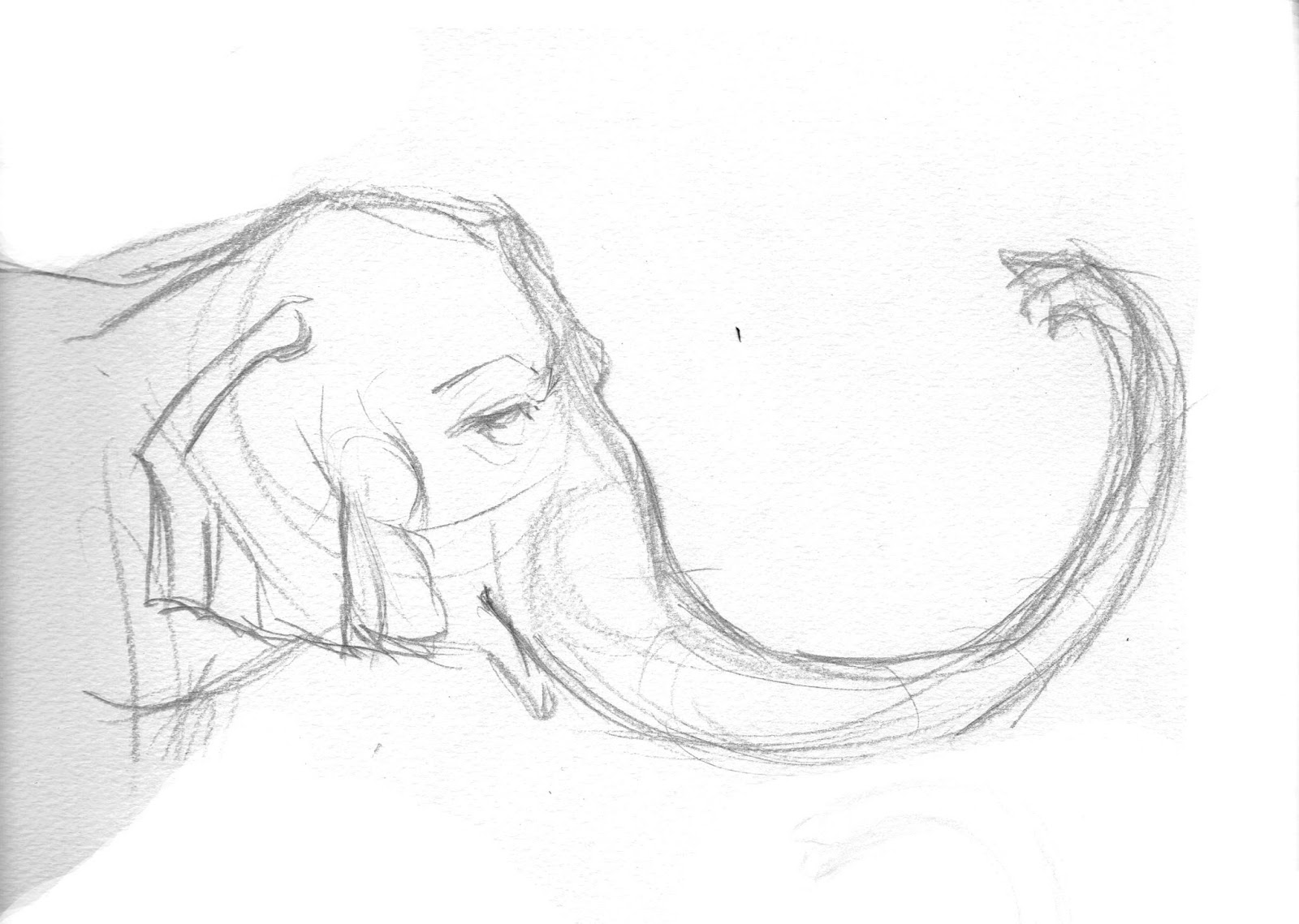 Animal Drawing and Sketching 2016: Madeleine Gee- Elephants Zoo