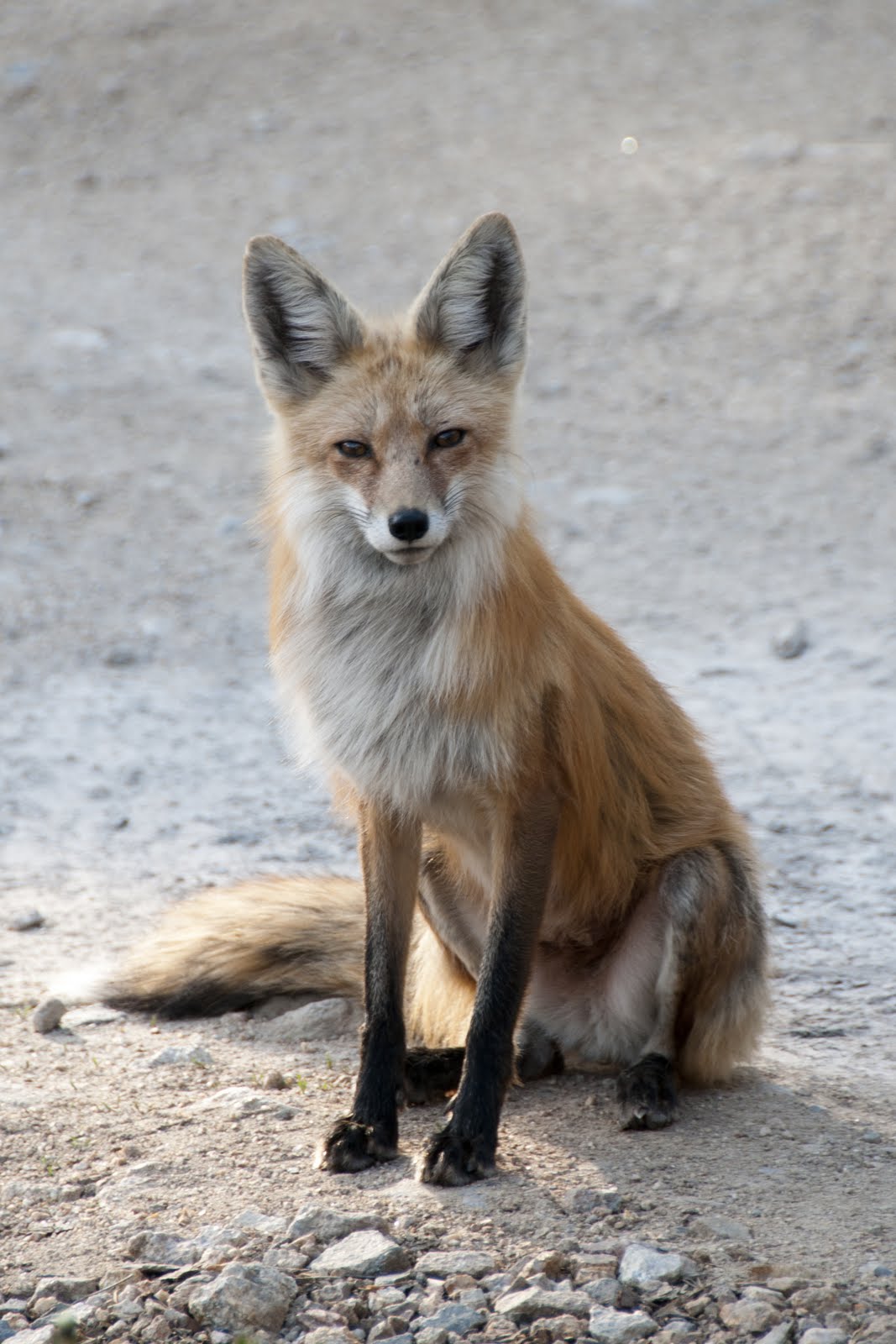 COURTENAY GILBERT photography: Colorado 2011 Part 3 - The Fox