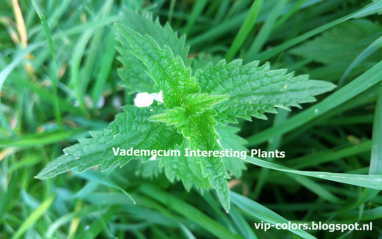 Vademecum Interesting Plants: Lamium album - Jasnota biała - Witte ...