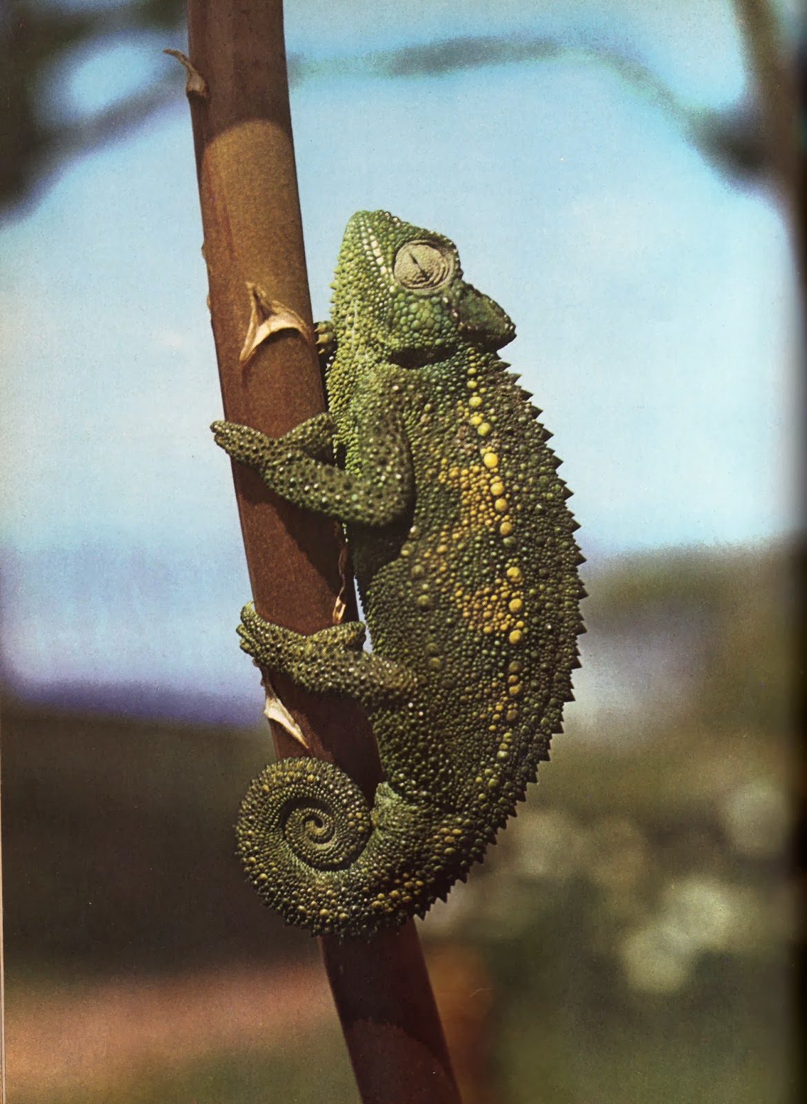 Montehermoso Natural: El Camaleón