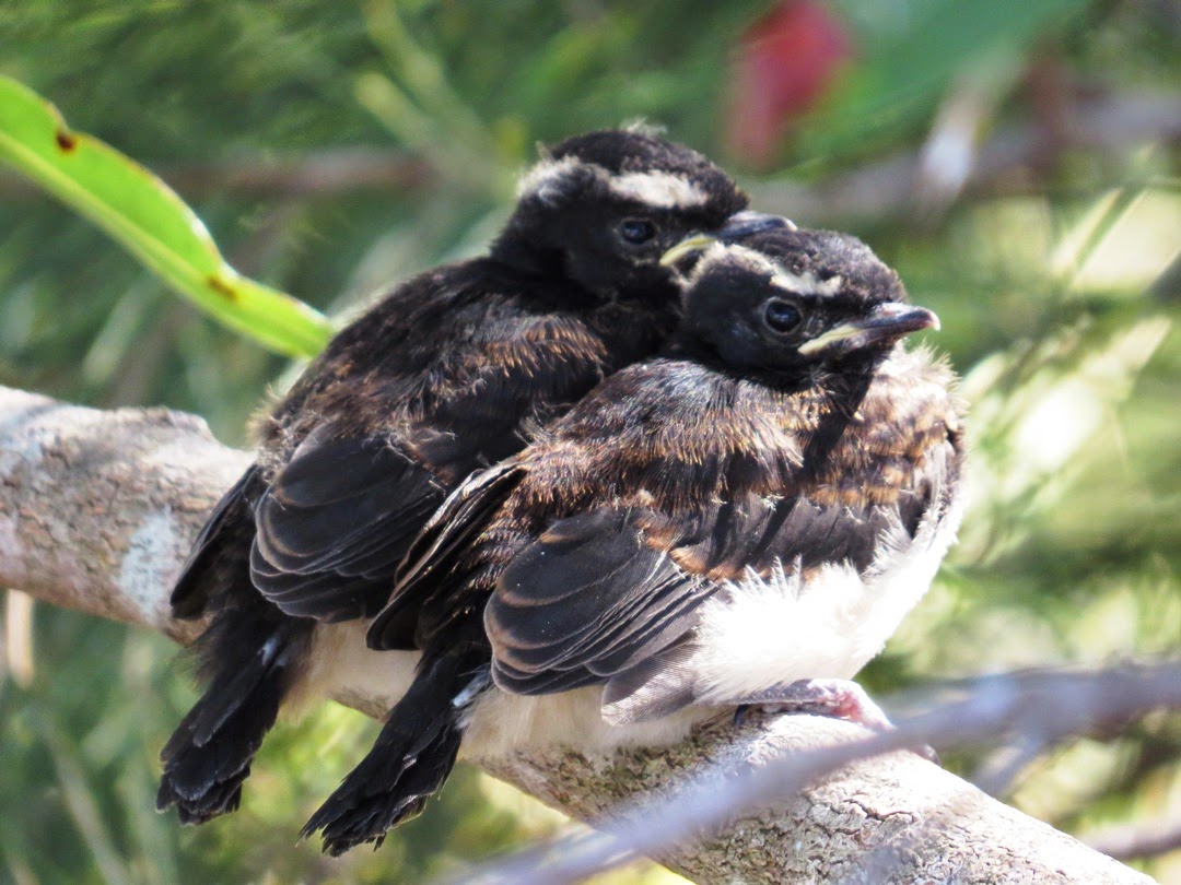 National Park Odyssey: Pelican Forest Track, Pelican Waters, Golden ...