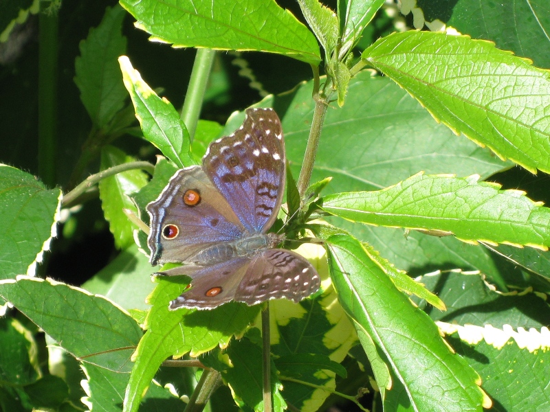 Butterfly Notes: Mauritius - Butterflies - August 2011