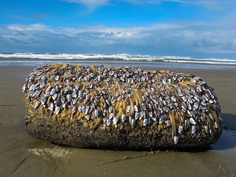 NeuroDojo: Tuesday Crustie: Barnacle boat