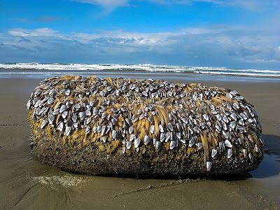 NeuroDojo: Tuesday Crustie: Barnacle boat