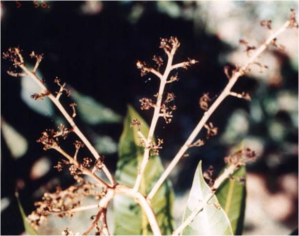 KAWALAN PEROSAK & PENYAKIT