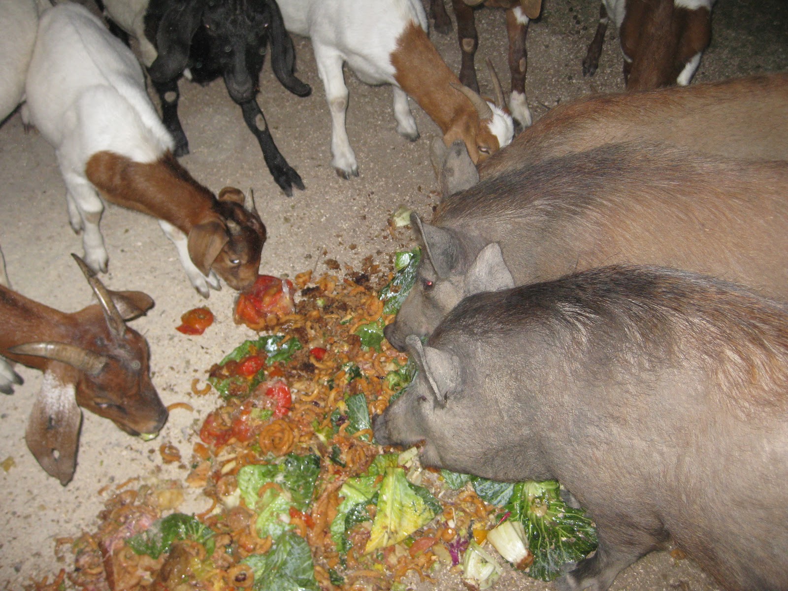 Choosing The Better Life: Visit to Long Island, Bahamas