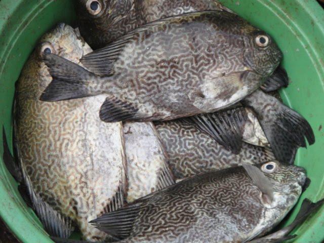 Mirkarwada Jetty:My Konkan Holiday Part 4