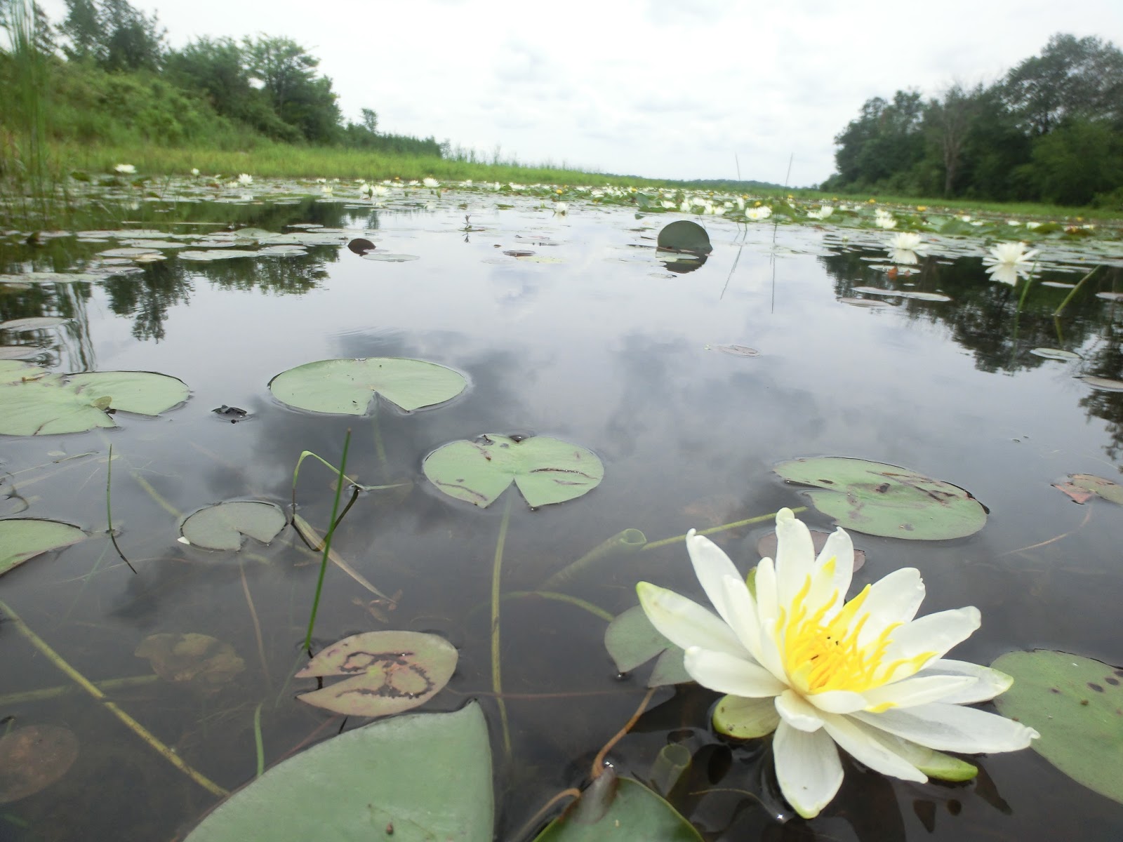 Mark Bellis: Motts Mill Dam, Hutton Marsh, Elizabethtown-Kitley ...