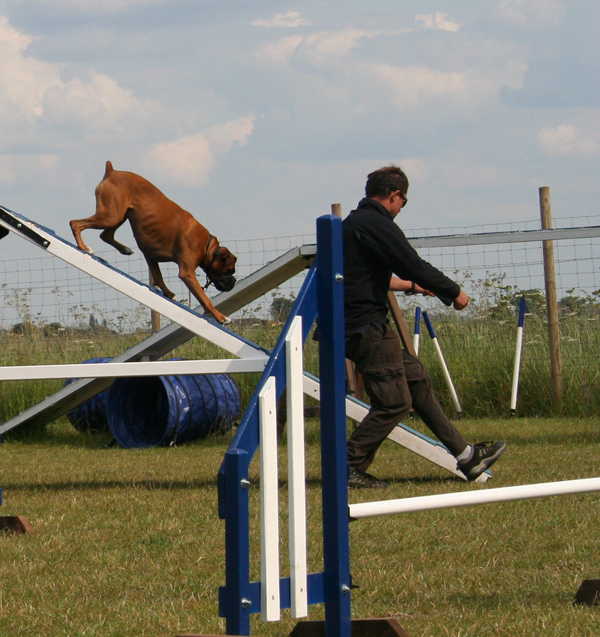 Black Jack Dog Training Centre Agility Photos 11 June Toby Bolly black-jack-dog-training-centre-agility-photos-11-june-toby-bolly