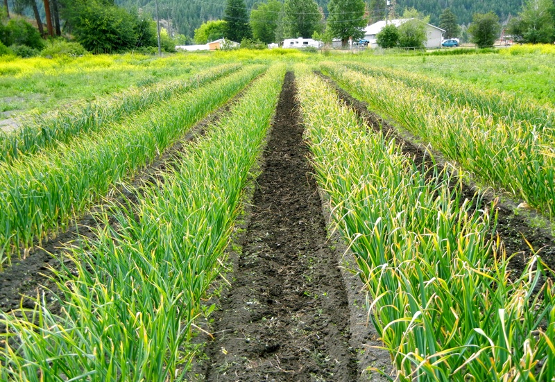 Nicola Valley Produce - How to Grow Garlic & Plantic Garlic in Canada ...