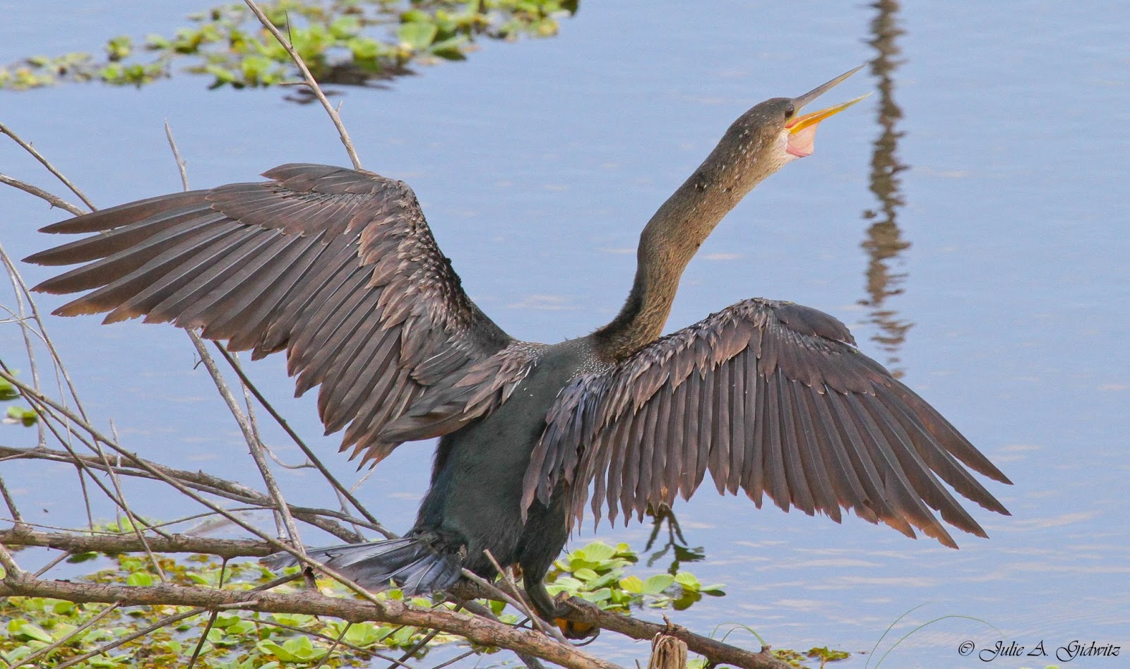 Birding Is Fun!: The Snakebird