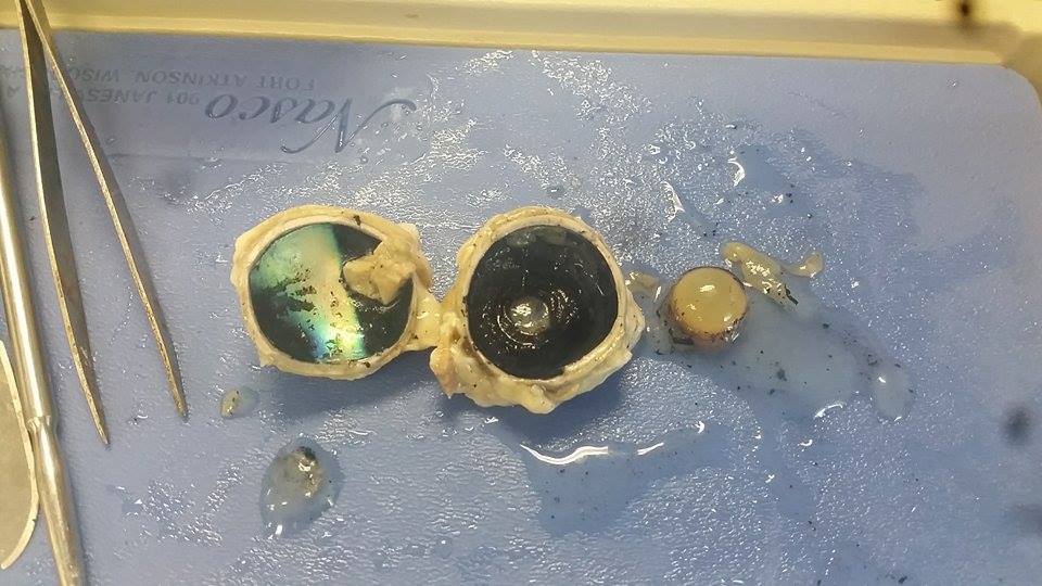 Shreya's Anatomy and Physiology Blog: Sheep Eye Dissection