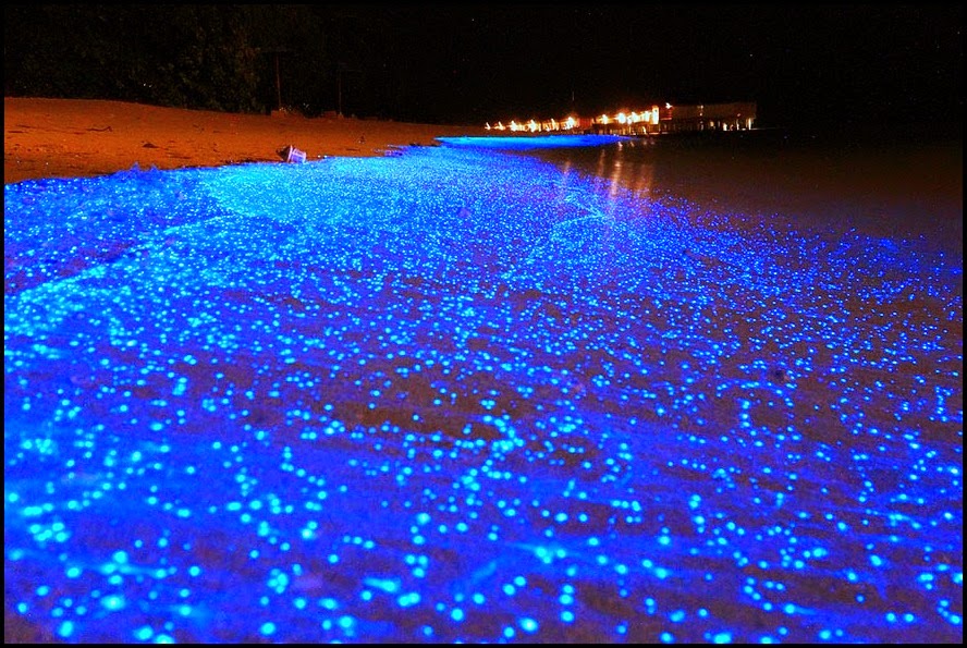 Sea of Stars, Vaadhoo Island, Maldives - Things to do before you D.I.E