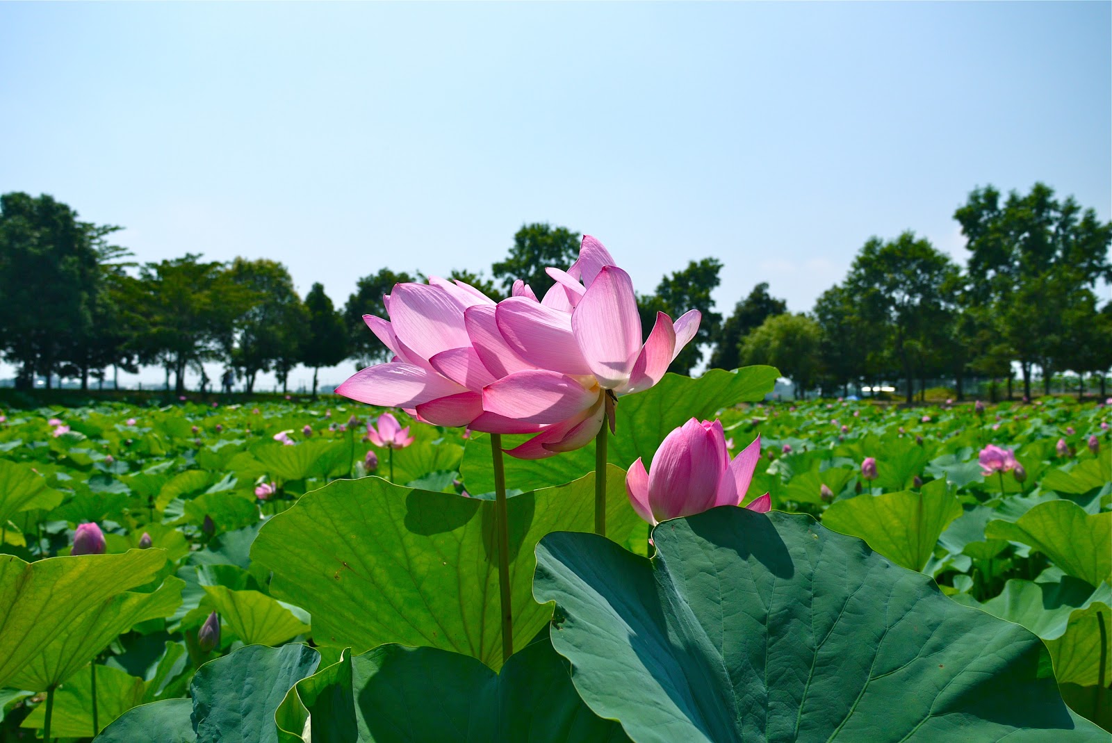Photo of the week: Lotus field