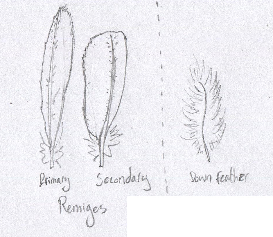 Spare Fork's Art Studio: Studying Feathers (Part 1)