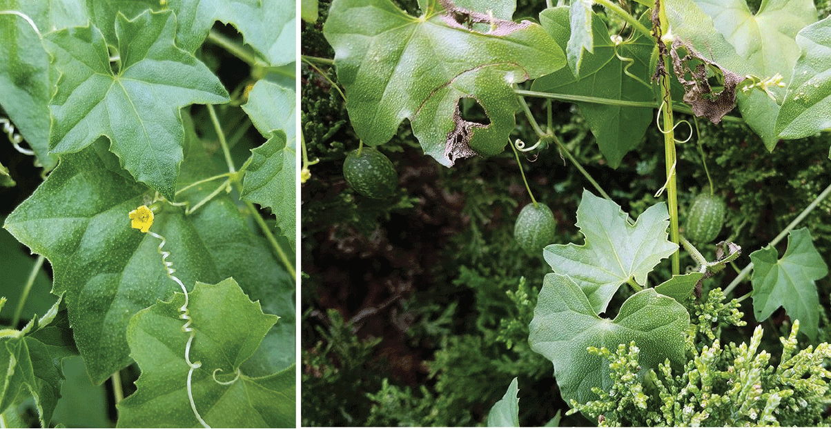 A Maryland Naturalist: Creeping Cucumber Update