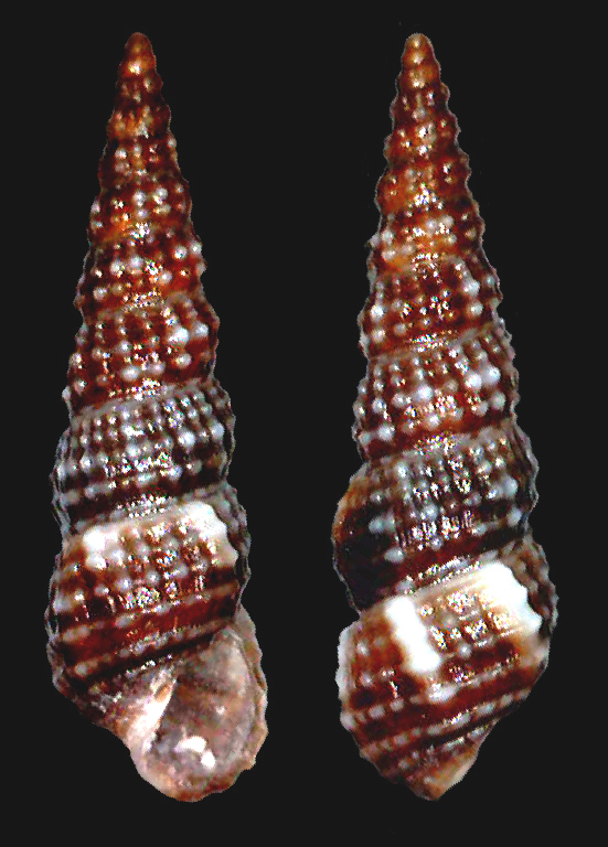 MALACOLOGÍA MEDITERRÁNEA: Bittium