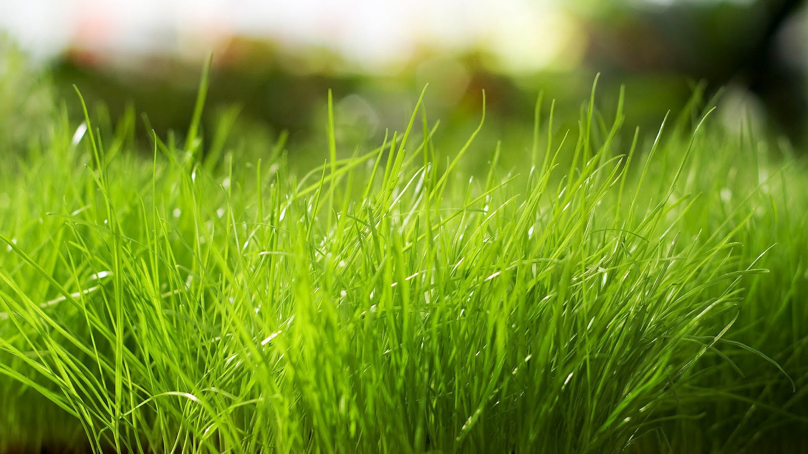 Groene HD Wallpapers