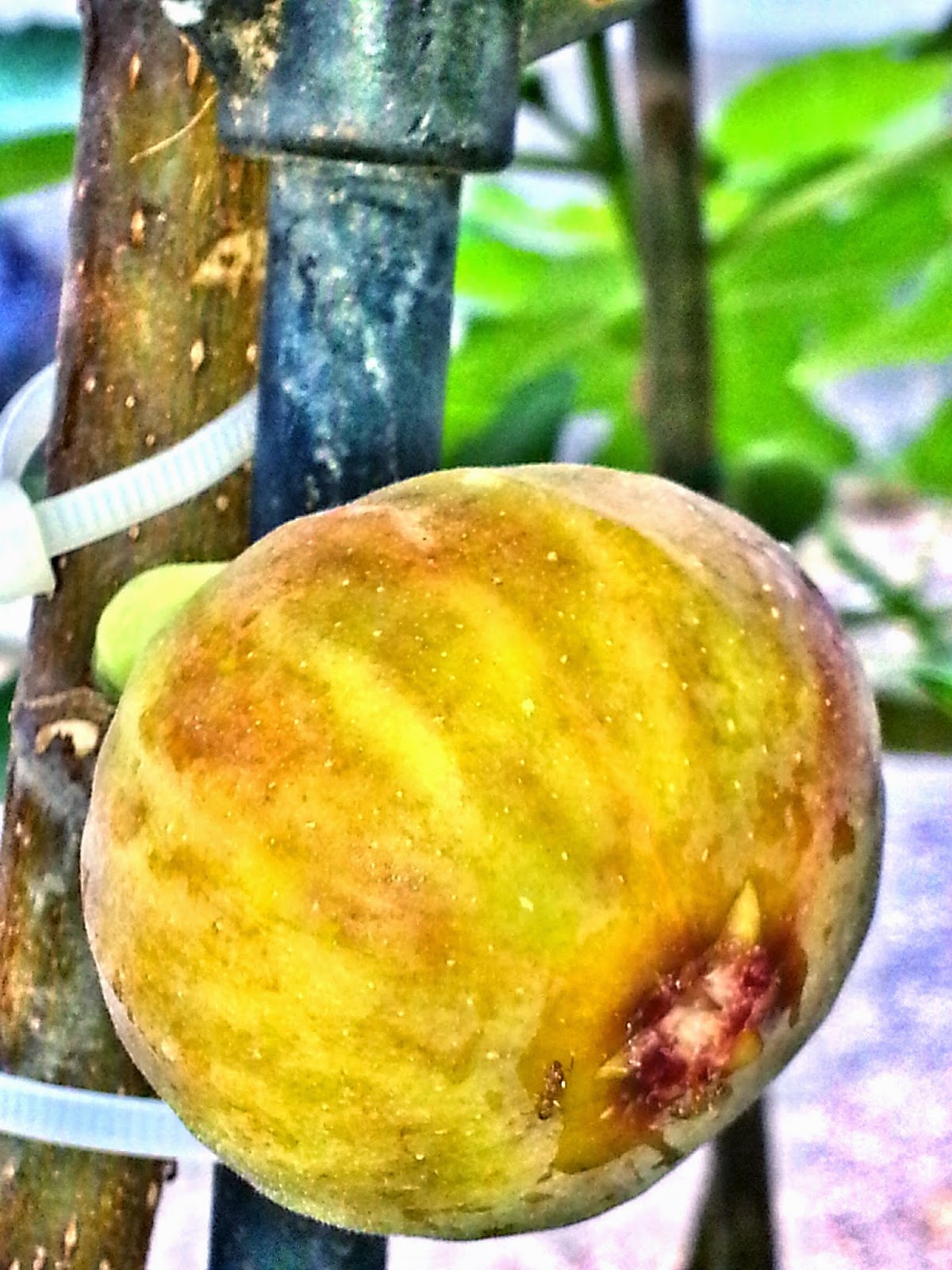 TaMAn TEmPErATe: australia flanders fig profile update