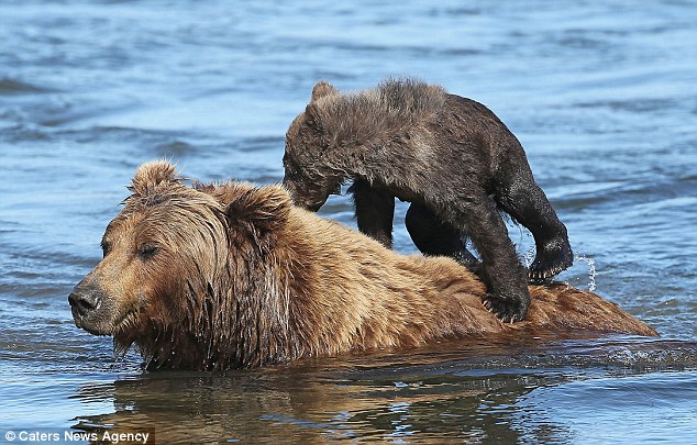 White Wolf : Cub Afraid of Getting Wet Hitches a Lift on His Mother’s Back