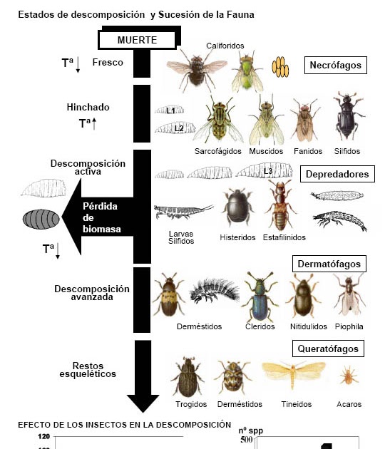 Entomología Forense: Insectos asociados al estado del cadáver