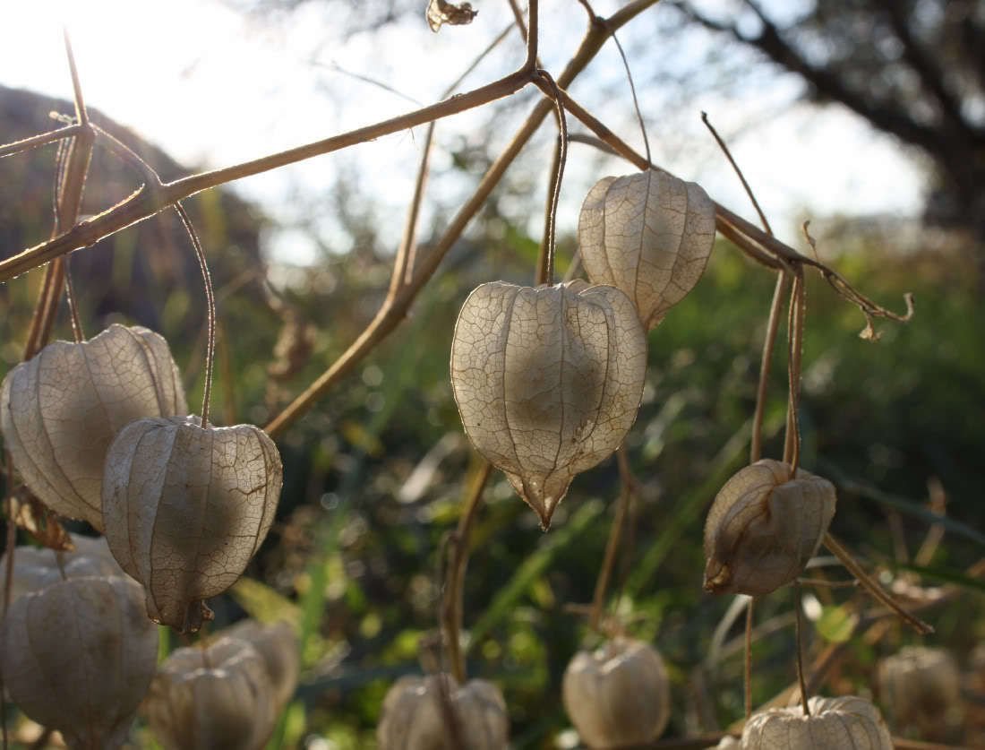 Physalis pubescens - Ground Cherry