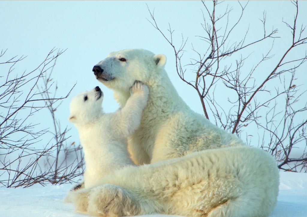 Un Mundo en Paz: El maravilloso mundo animal