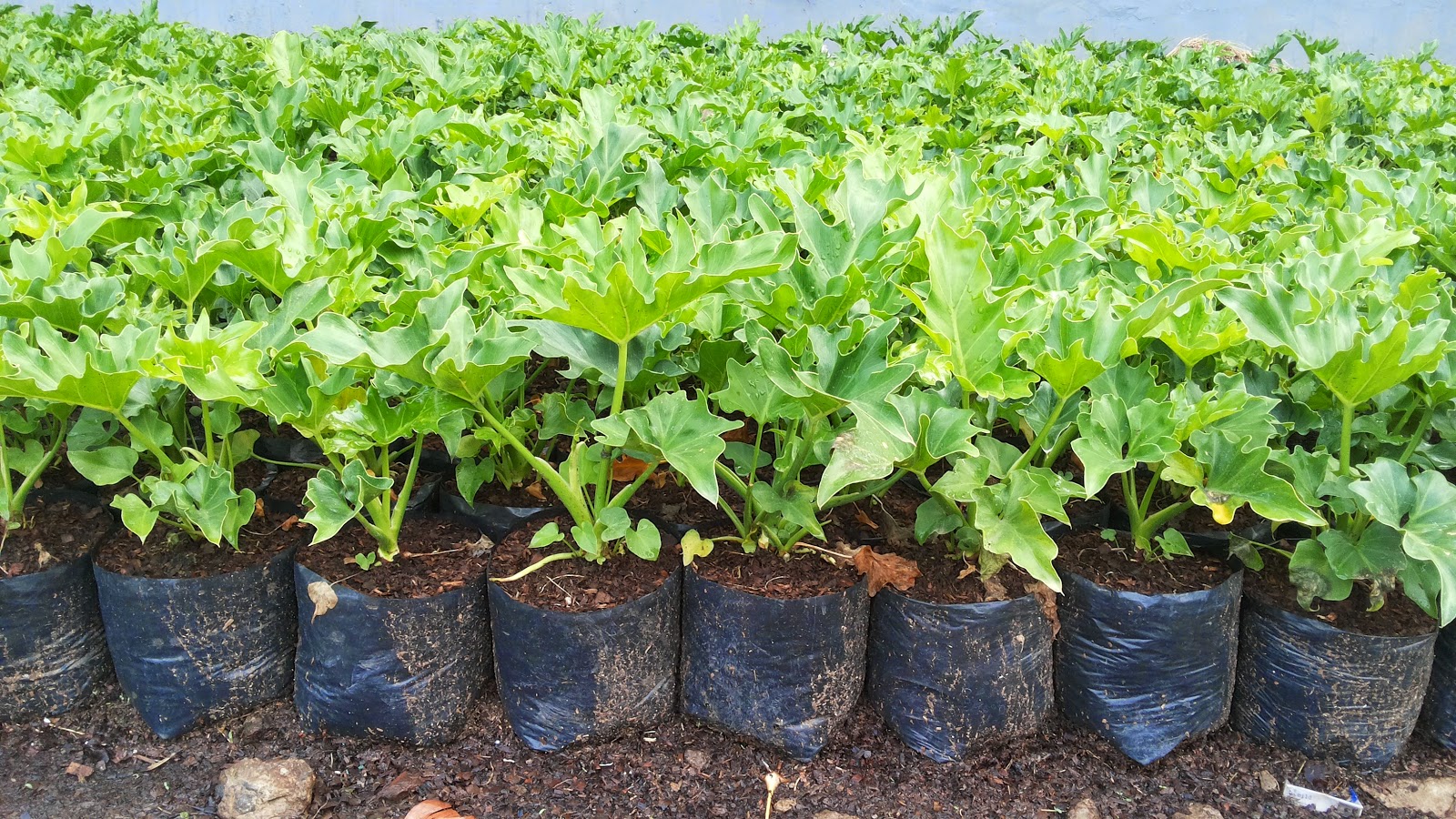 JUAL BIBIT,DAUN, POHON PHILODENDRON