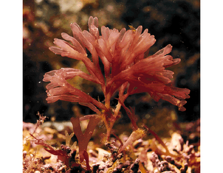 smart_ebook: Rhodophyta (alga merah)