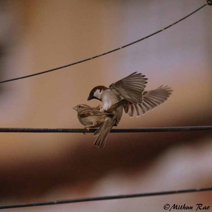 Mithun: Bird Photography