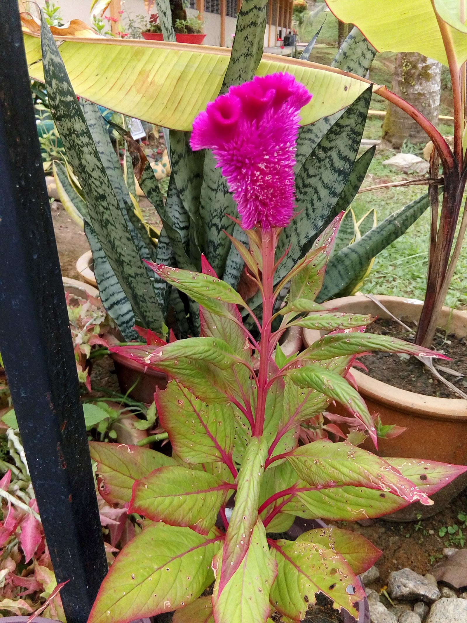 Bunga balung ayam (Celosia argentea)