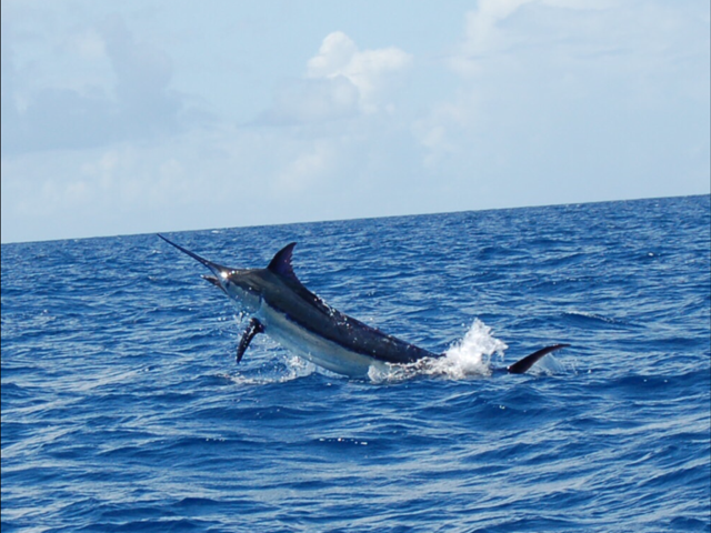 St Maarten Fishing Charters: Deep Sea Fishing for Cruises visiting St ...
