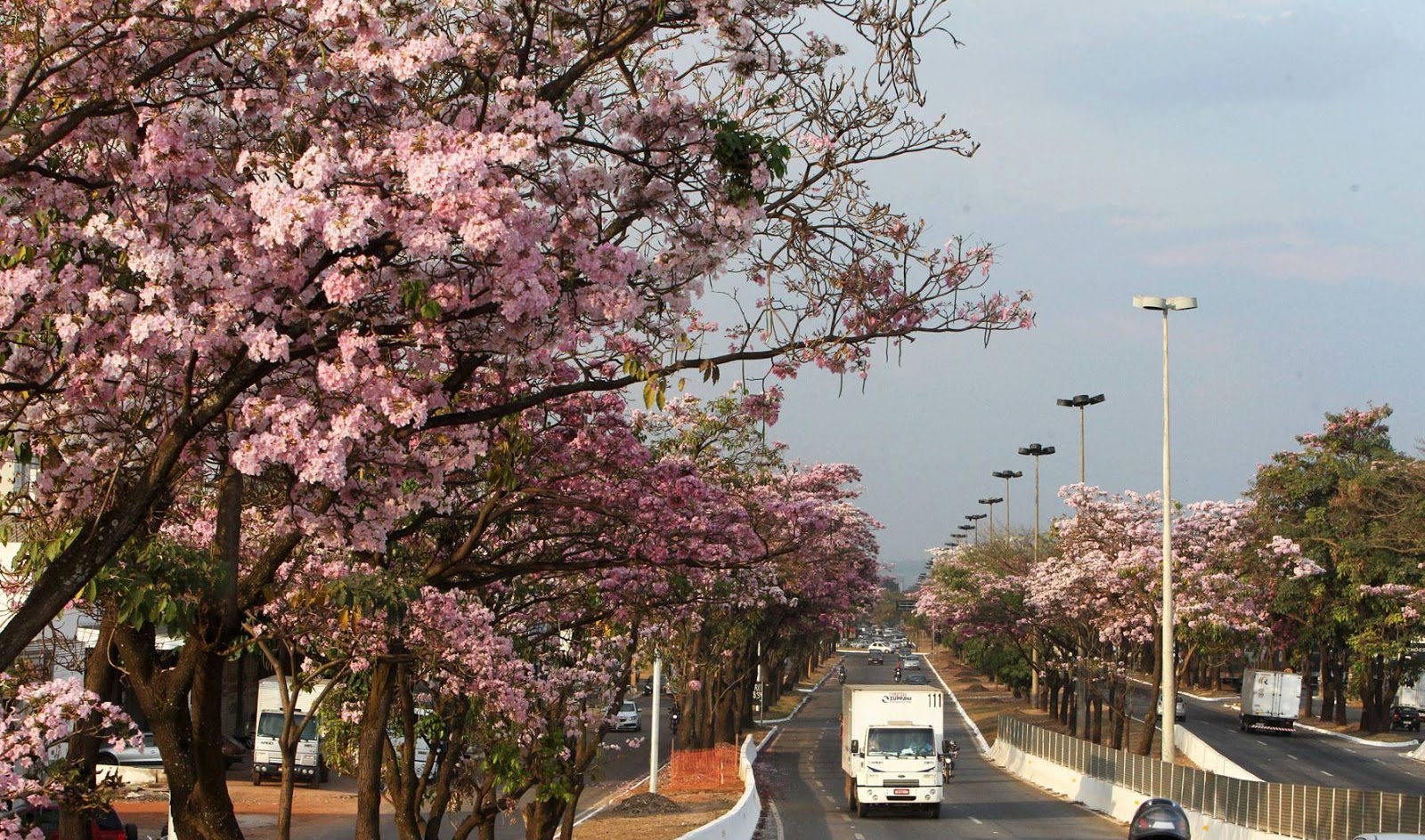 Caliandra do Cerrado: Os Ipês do Cerrado do Centro Oeste|Goiânia-Goiás