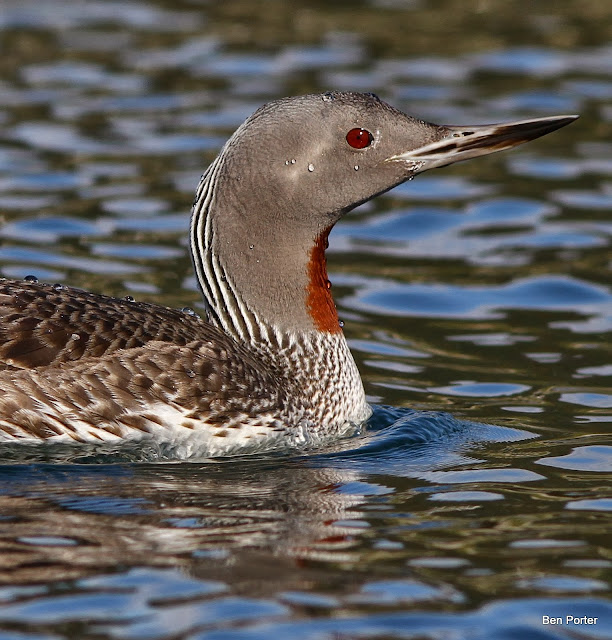 Bardsey's Wildlife: Autumn round-up