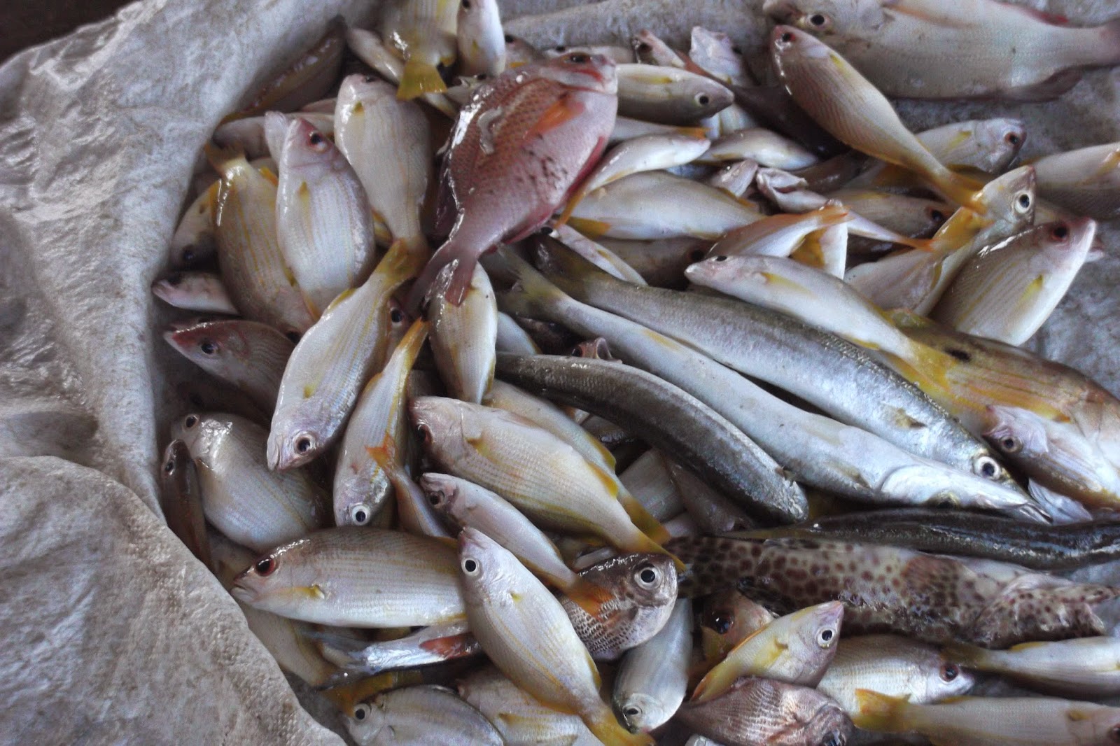 NEGOMBO SEAFOODS: SMALL MIXED ROCK FISH