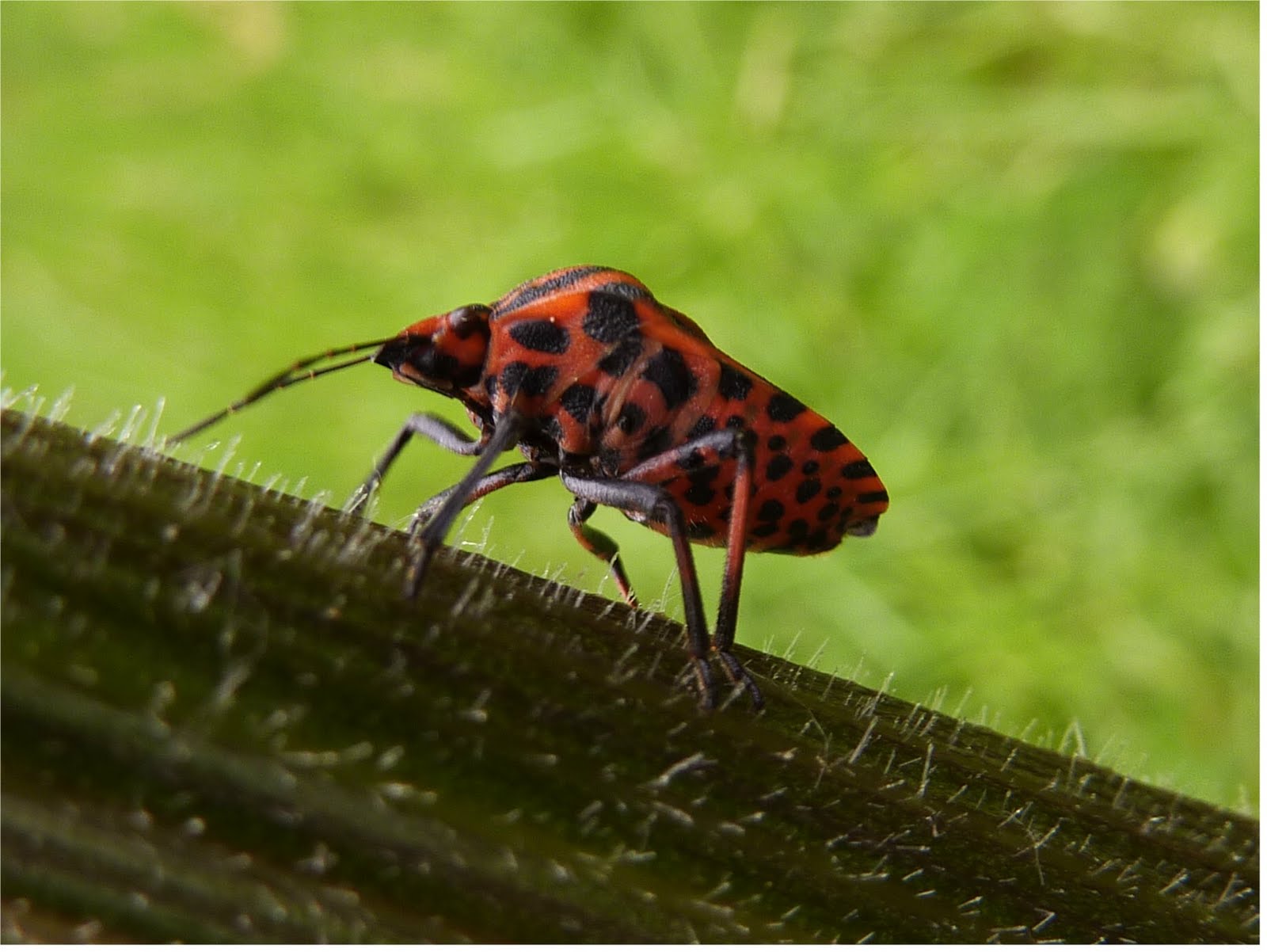 Le Monde des Animaux Chimériques: La punaise rouge