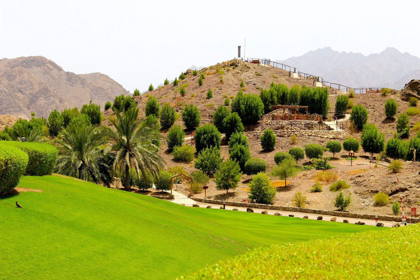 Green Egyptian Noise: Camels, Desert and Automatic Weapons