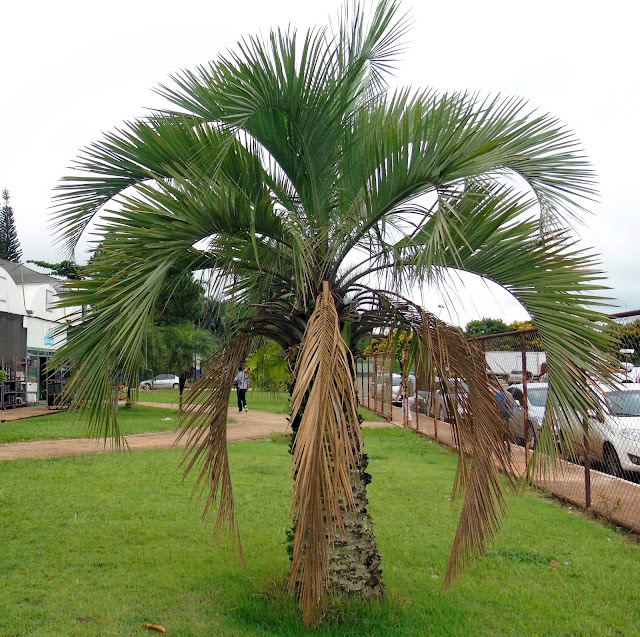 Butiá (Butia spp.) | A planta da vez