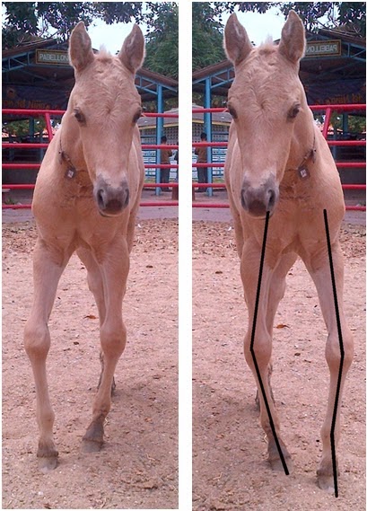 Jinete y Caballo: Desviaciones Articulares en los potros ``Carpus Varus´´