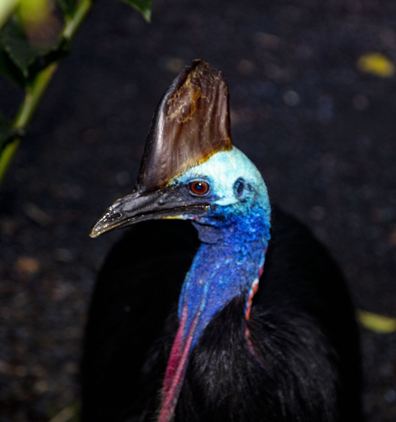 BunyipCo: Cassowary Update
