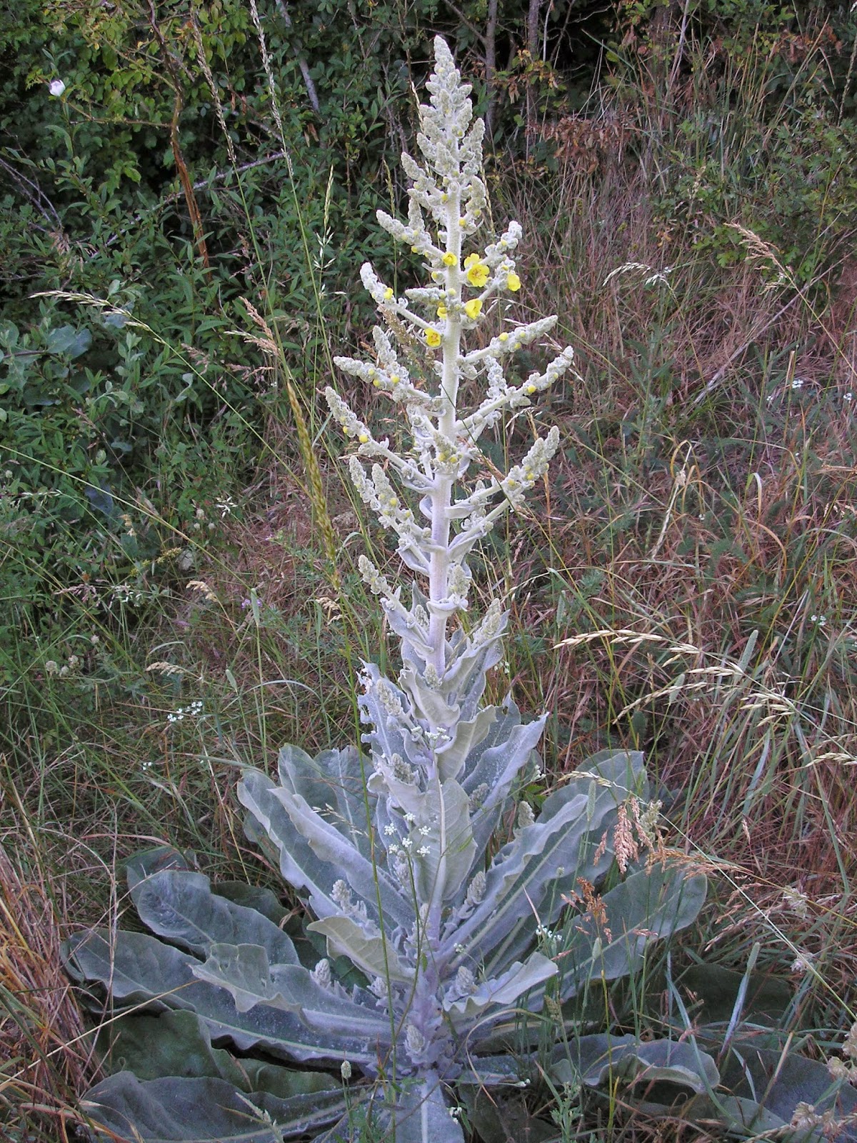 Flora, Fauna y Fungi del Valle del Rudrón en Burgos: Gordolobo ...
